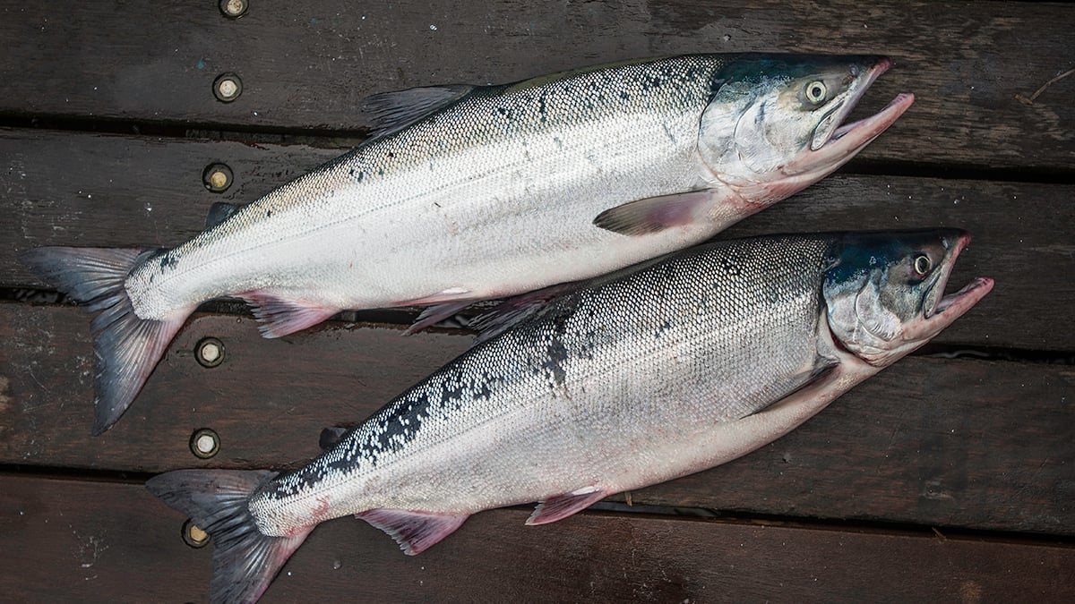 Frequently Asked Questions About Salmon | Vital Choice