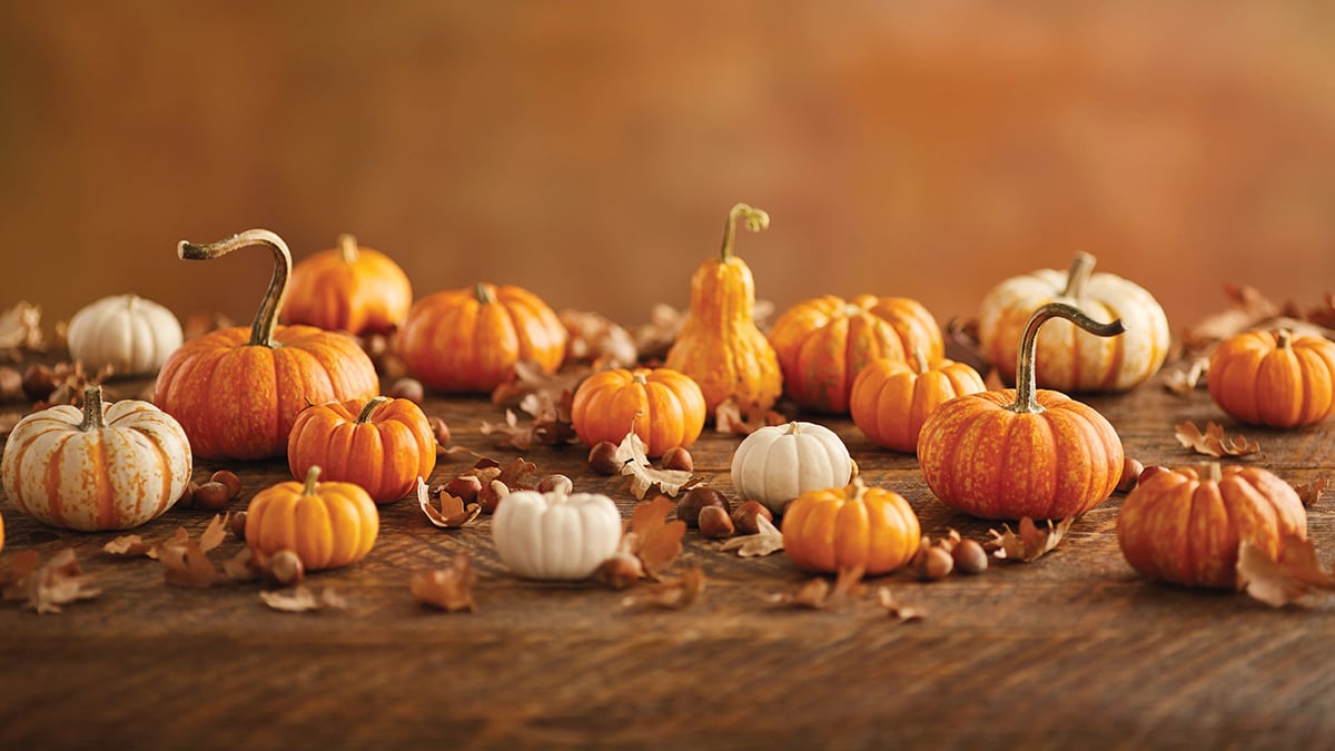 11 Facts About Pumpkins | The Table by Harry & David