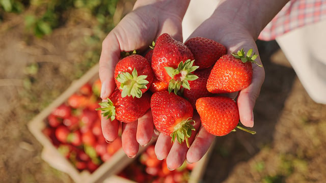 Types of Strawberries & Facts | The Table by Harry & David