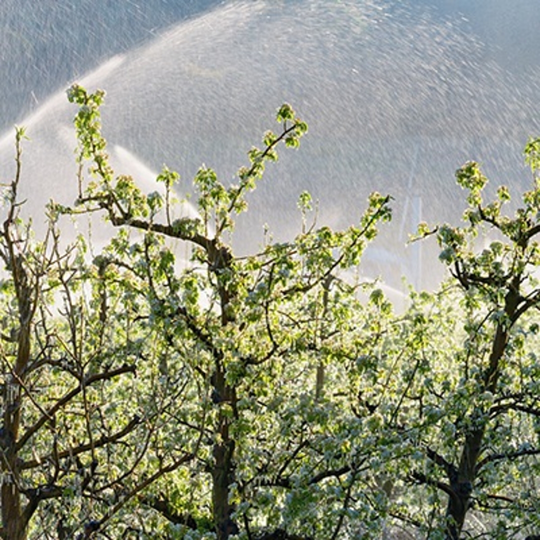 Protecting Pear Trees from Frost Damage | The Table by Harry & David