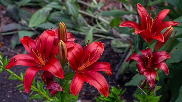25 Types of Red Flowers | Petal Talk
