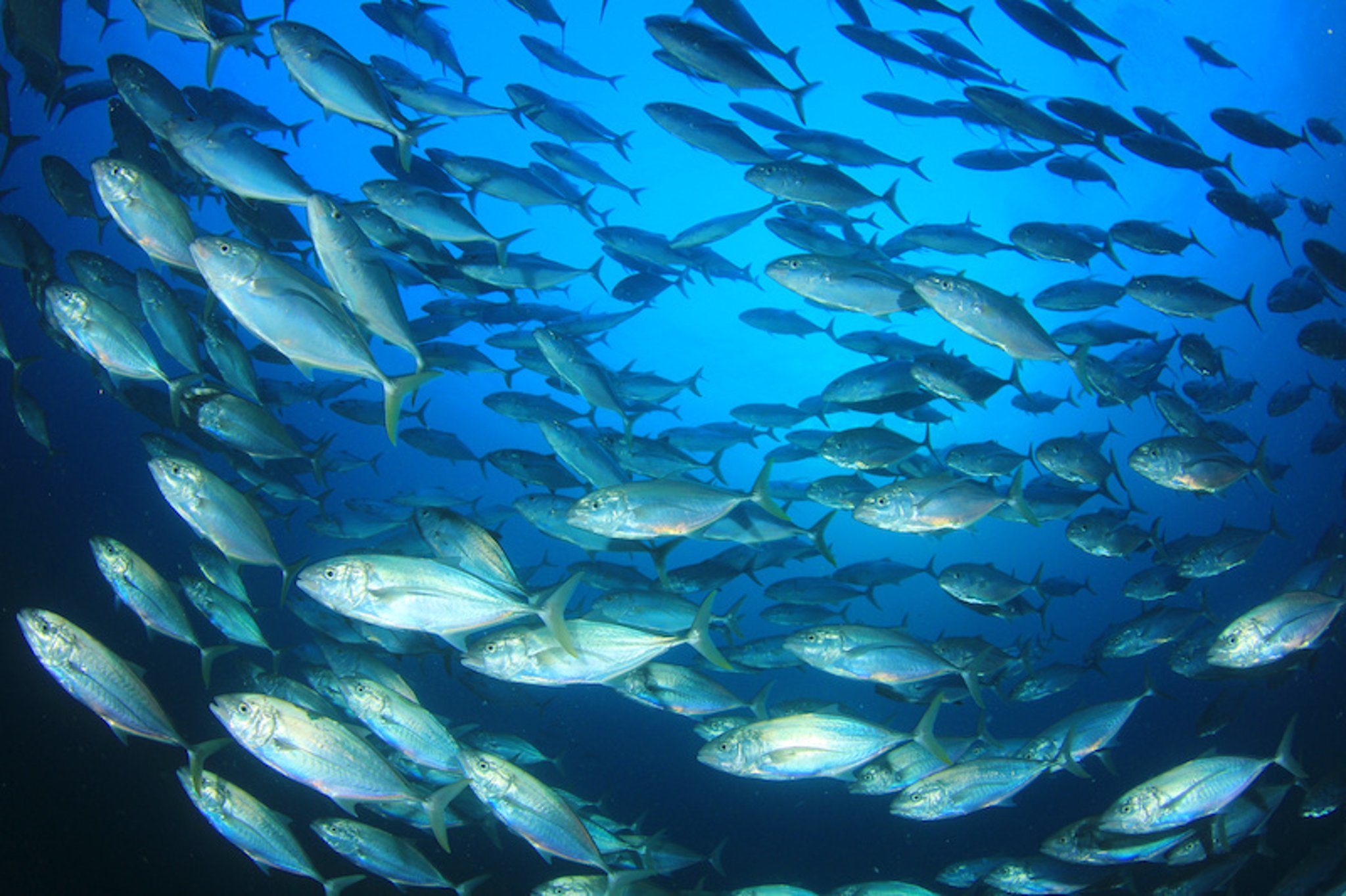 History of the Tuna Fish Sandwich | Vital Choice
