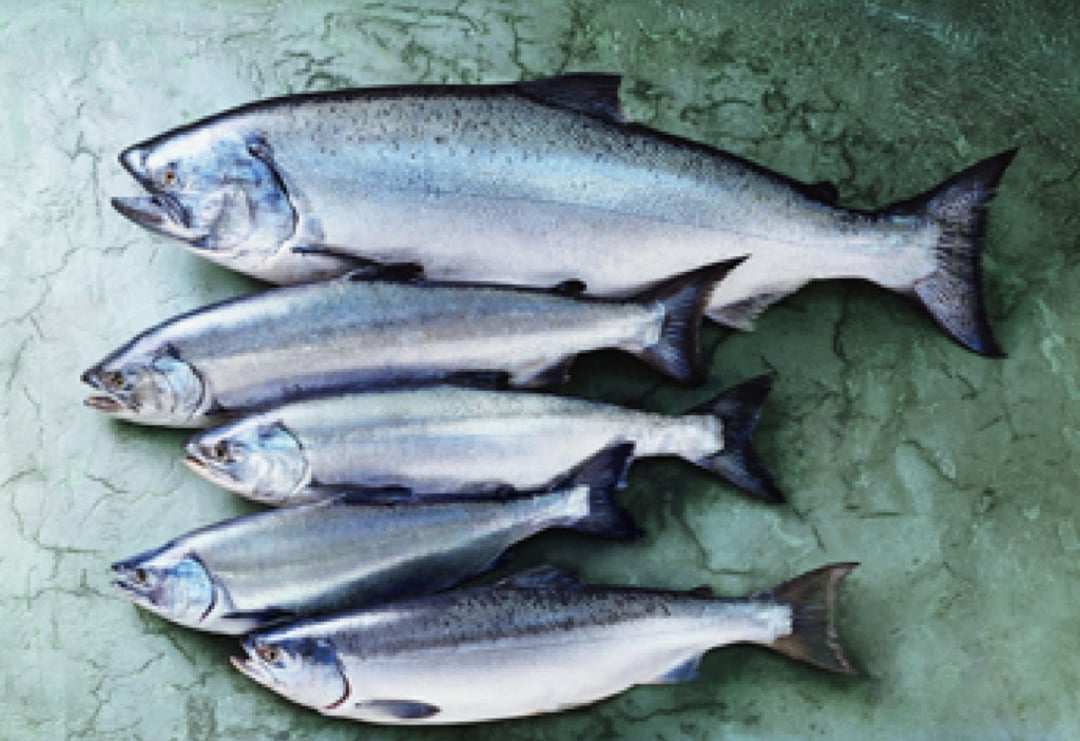 Pink Salmon Benefits and Recipe | Vital Choice