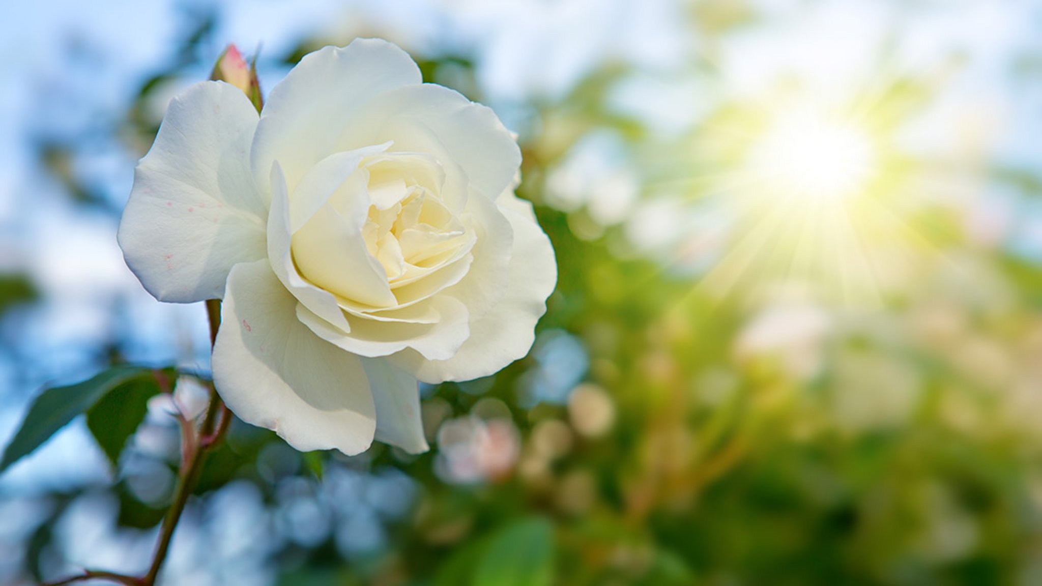 25 Types of White Flowers | Petal Talk