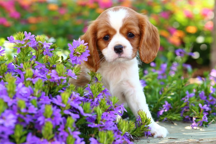 Tips for Gardening With Dogs | Petal Talk
