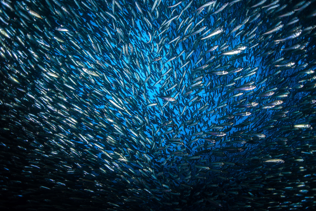 Best Anchovy Recipes and More | Vital Choice