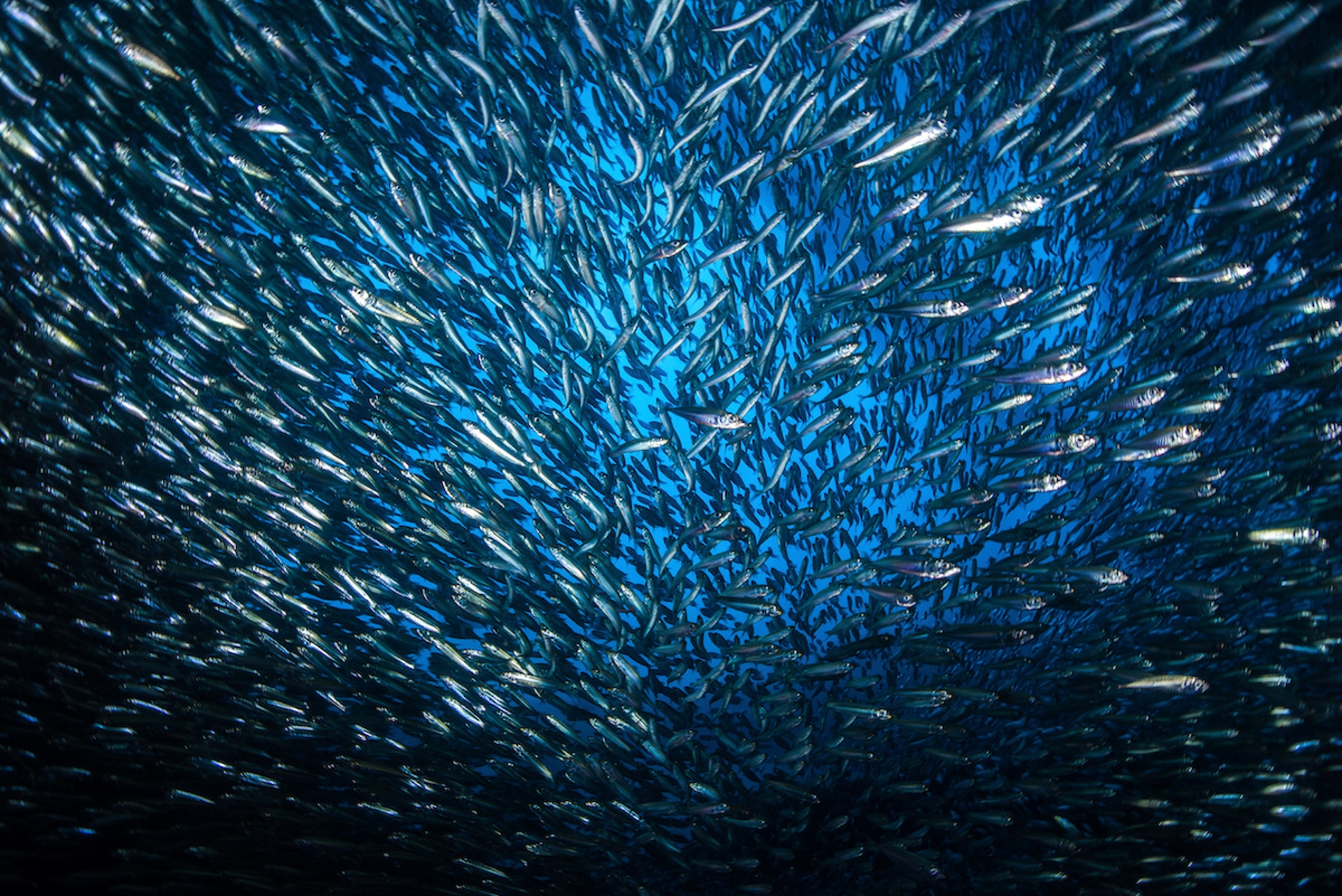 Best Anchovy Recipes and More | Vital Choice