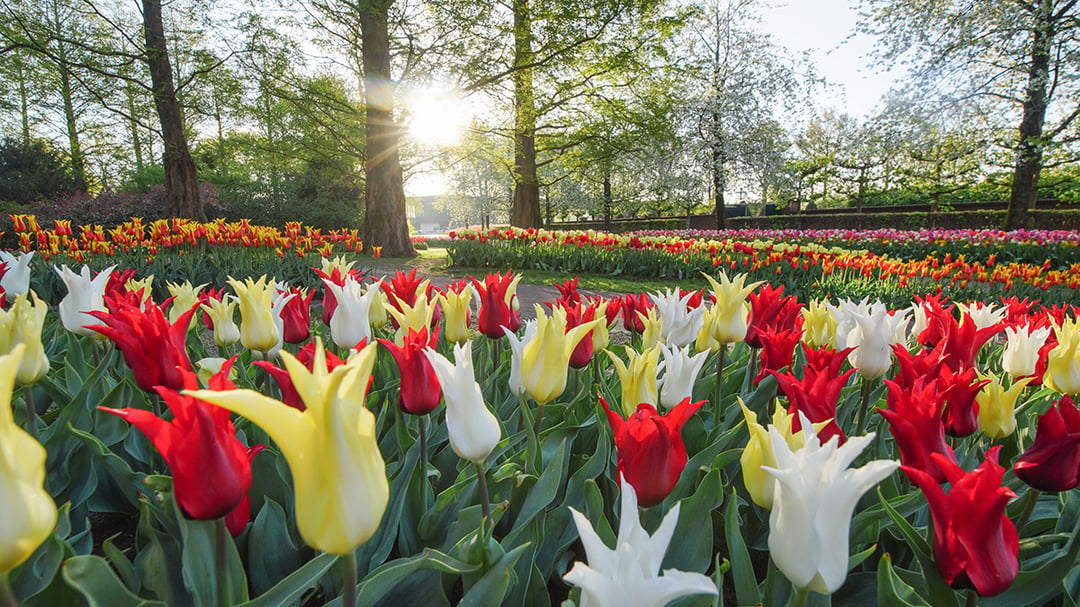 10 Fun Facts About Tulips | Tulip Facts