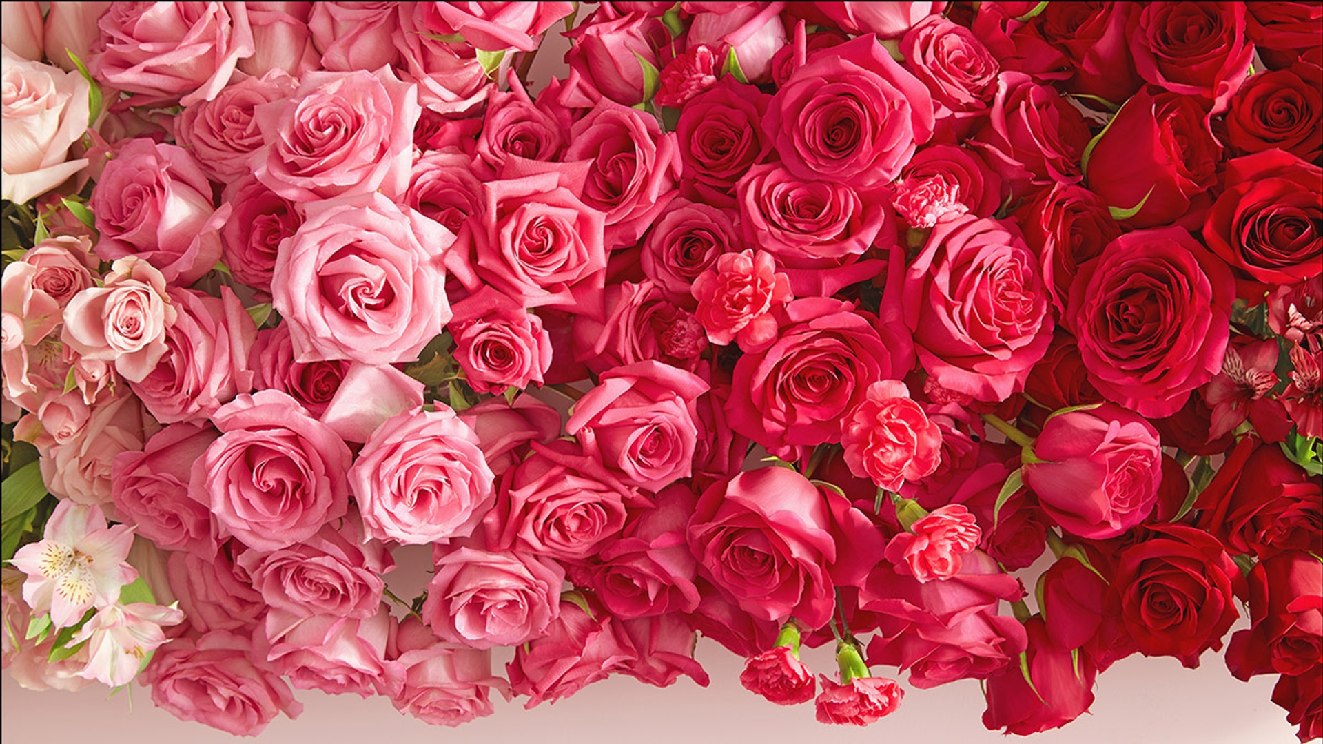 The Meaning of Victorian Flower Messages | Petal Talk