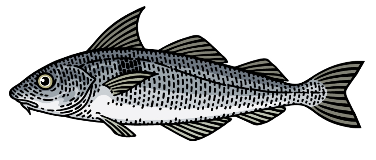 Haddock Fish Facts | Vital Choice