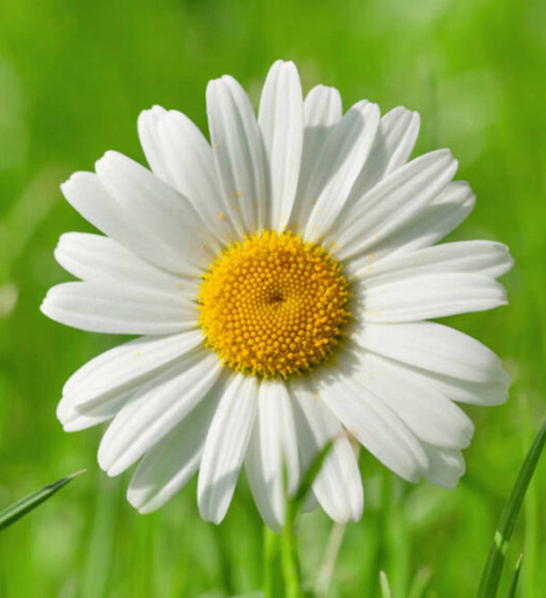 5 Types of Easter Flowers | Petal Talk