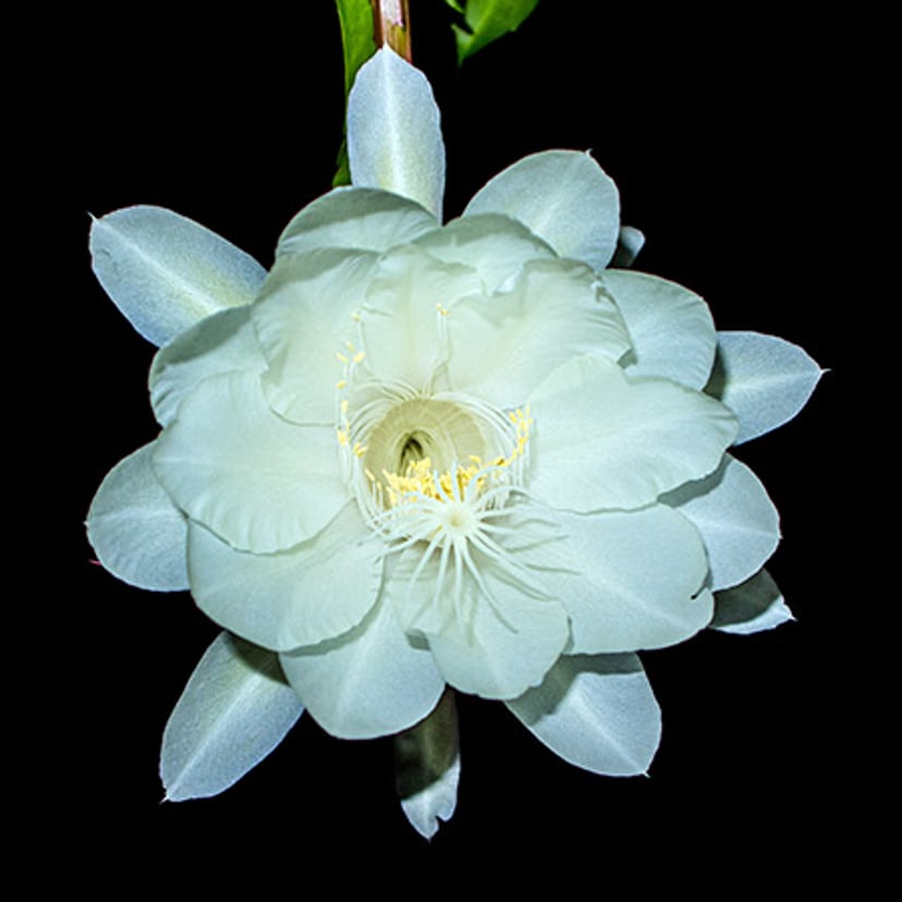 The Most Beautiful Flowers in the World | Petal Talk