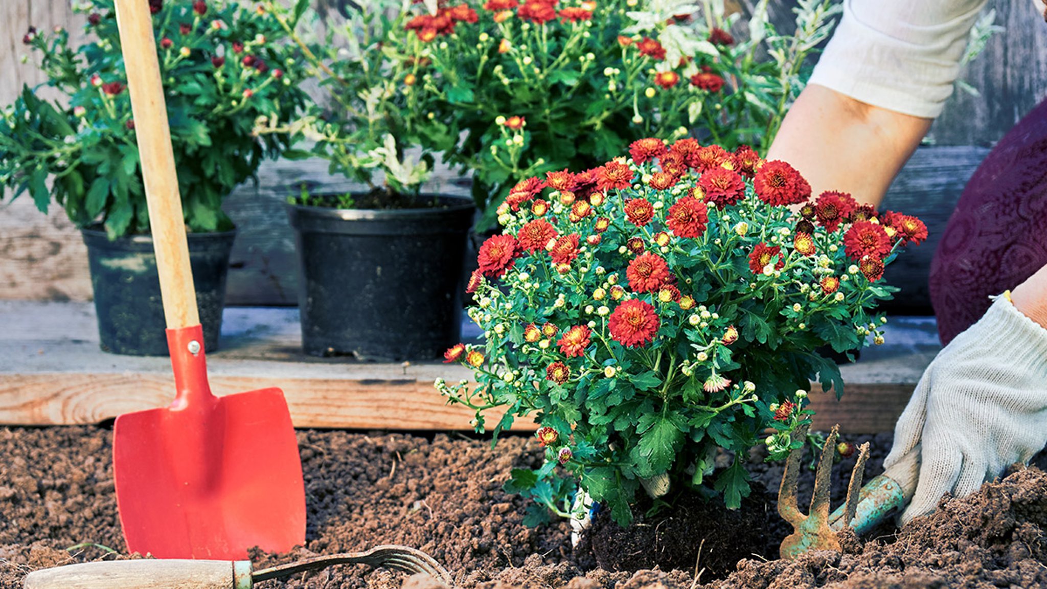Chrysanthemum Facts, Meaning, and Care | Petal Talk