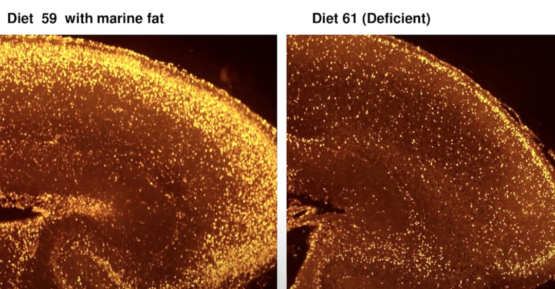 Levels of Mercury in Salmon | Vital Choice