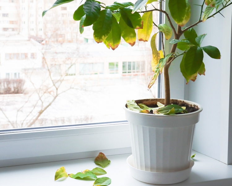Plant Basics | Common Houseplant Issues | The Greenhouse