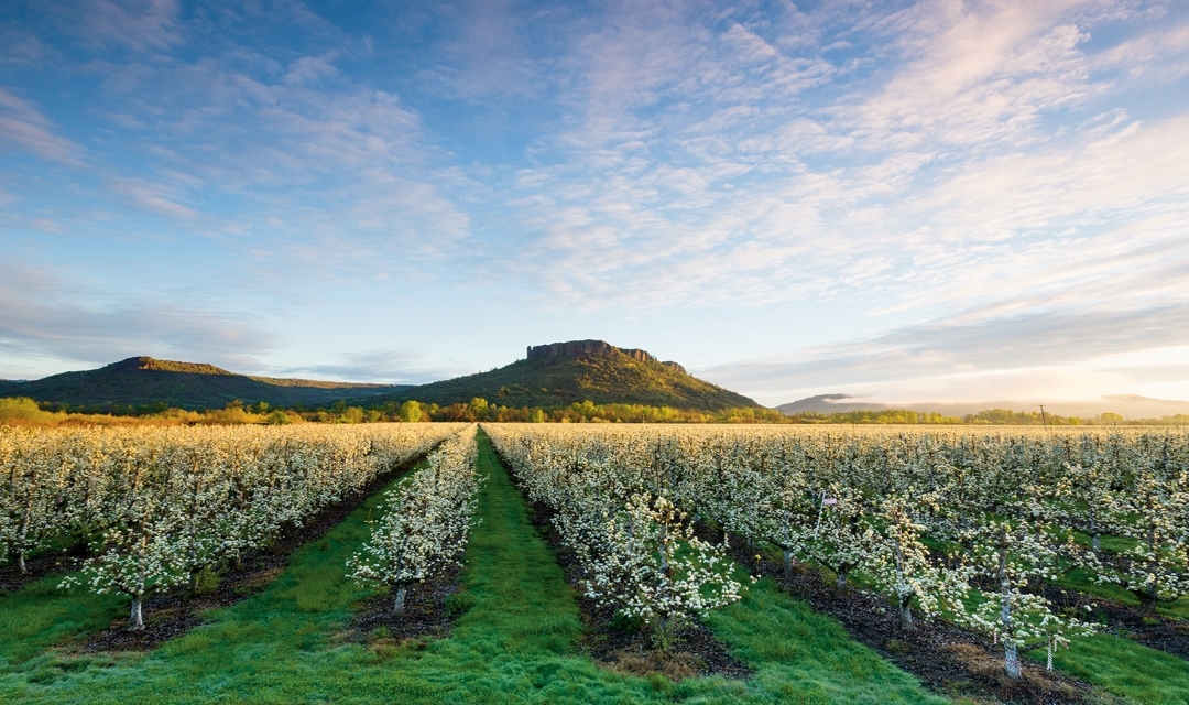 A Gorgeous View of Our Orchards | The Table by Harry & David