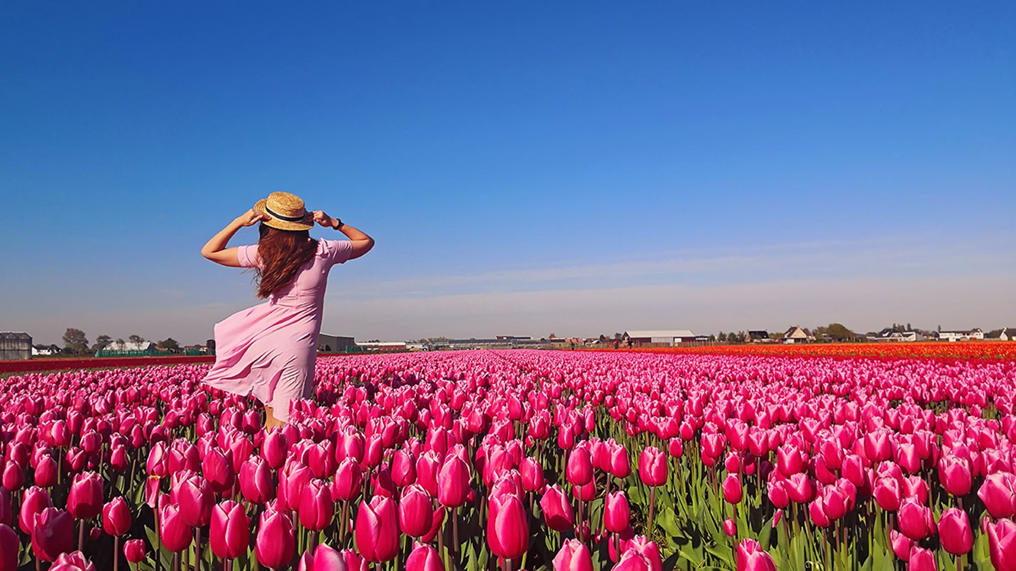 10 Fun Facts About Tulips | Tulip Facts