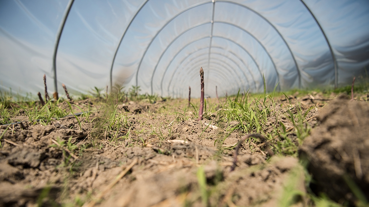 Regenerative Farming with Chef’s Garden | The Table by Harry & David