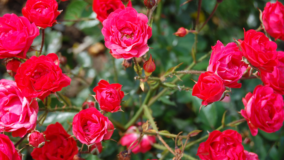 When & How to Prune Roses | Rose Garden Care | Petal Talk