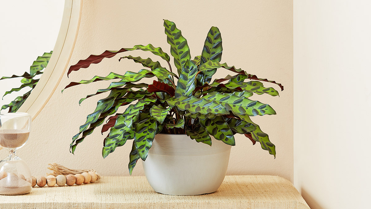 Calathea Rattlesnake: 2023 Plant of the Year | Petal Talk