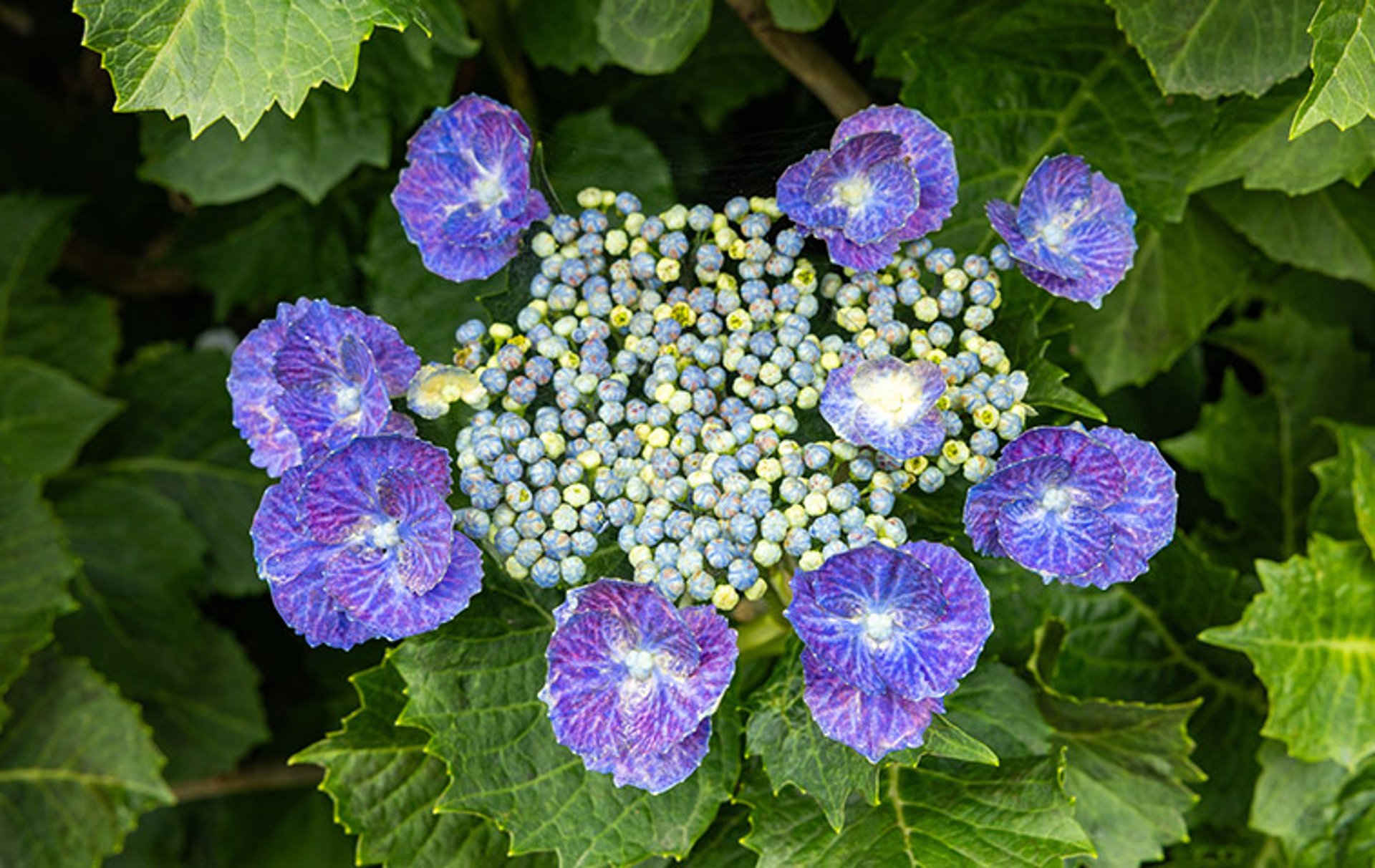 6 Kinds of Hydrangeas & Hydrangea Care Tips | Petal Talk