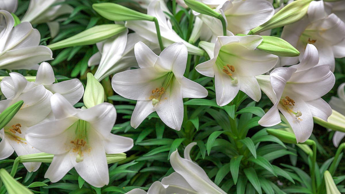 9 Types of Lilies | Petal Talk