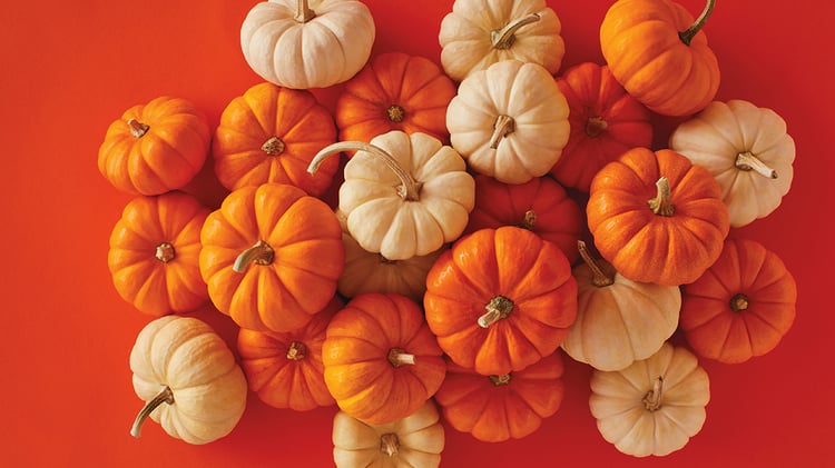 11 Facts About Pumpkins | Cheryl's Cookies