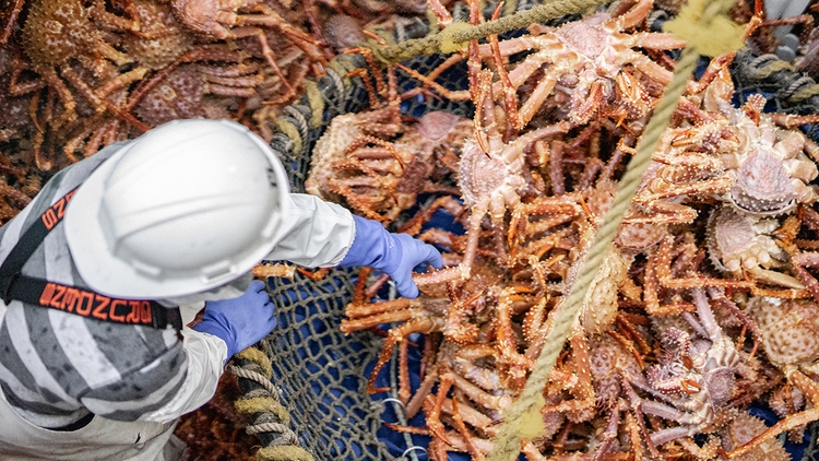 Golden King Crab Facts | Vital Choice