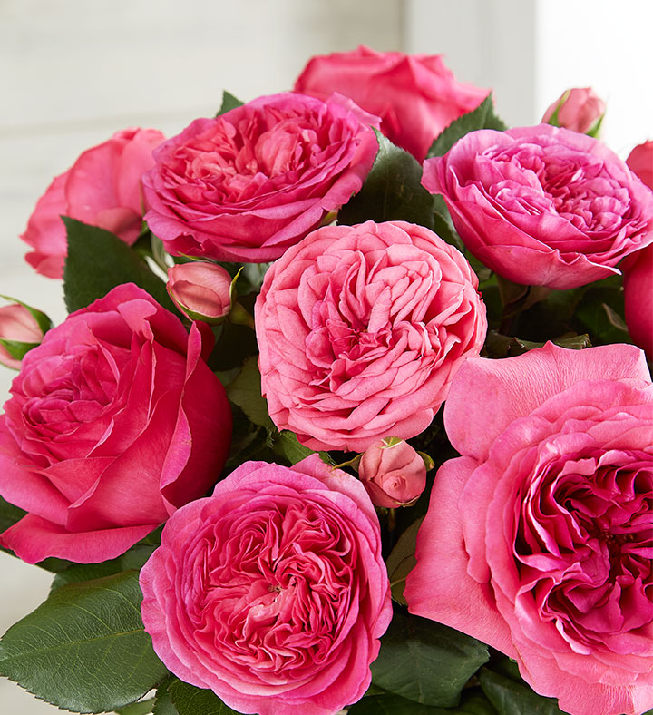 Facts about Garden Roses Petal Talk
