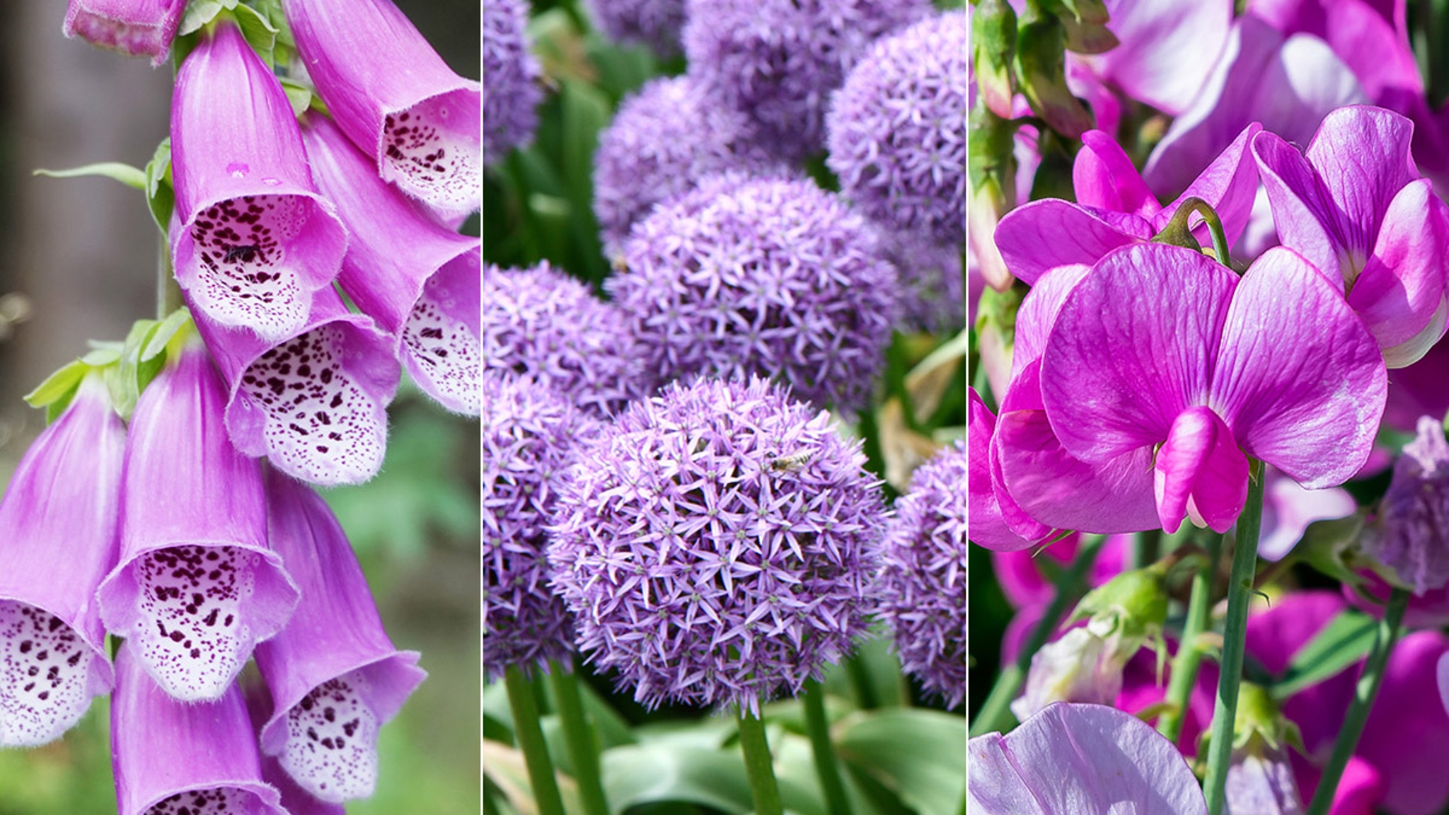 Types of Purple Flowers + Pictures & Descriptions | Petal Talk
