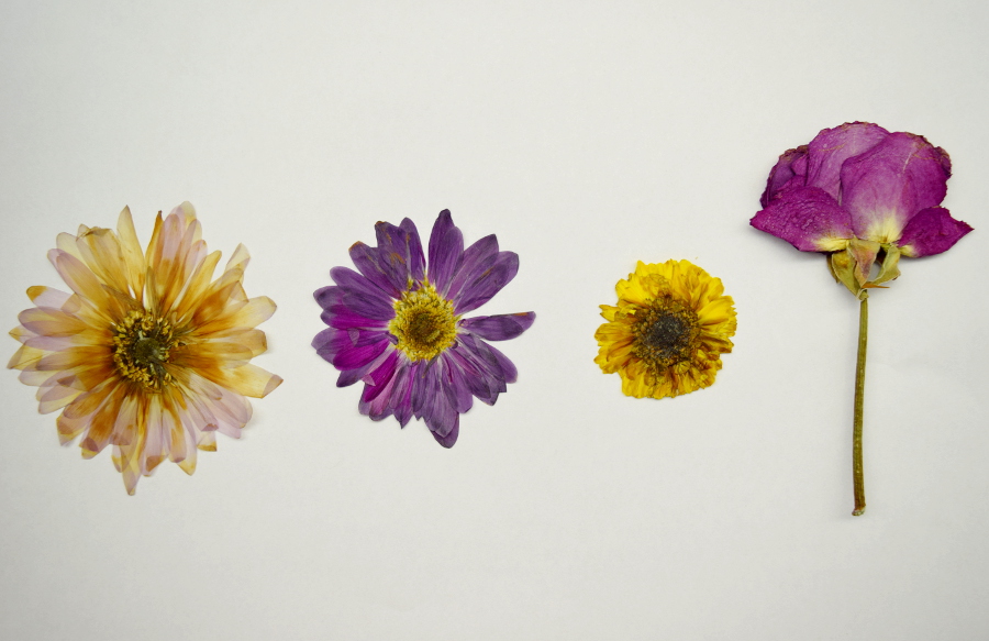 How to Make Pressed Flowers | Petal Talk