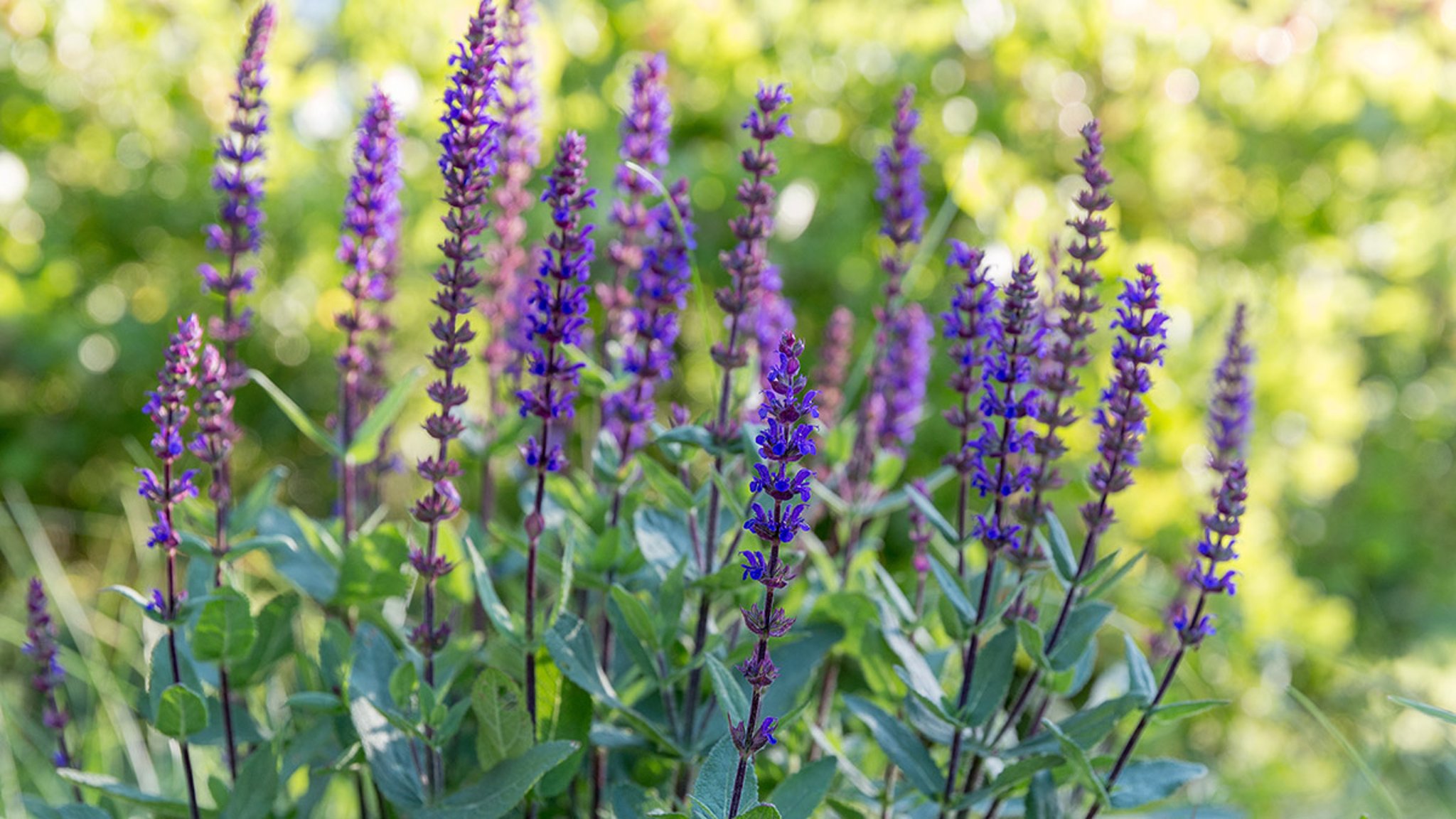 Types of Purple Flowers + Pictures & Descriptions | Petal Talk