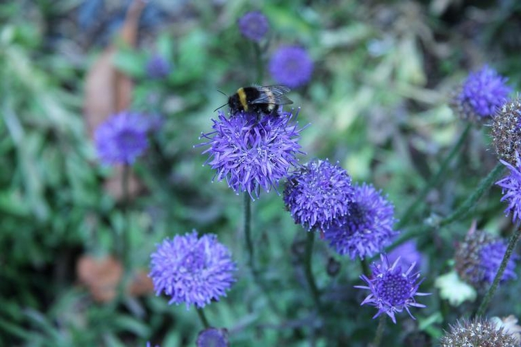 Irish Flowers You Should Know for St. Patrick's Day | Petal Talk