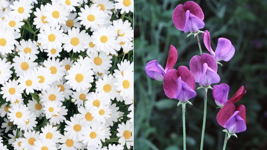 September Birth Flowers | Aster and Morning Glory | Petal Talk