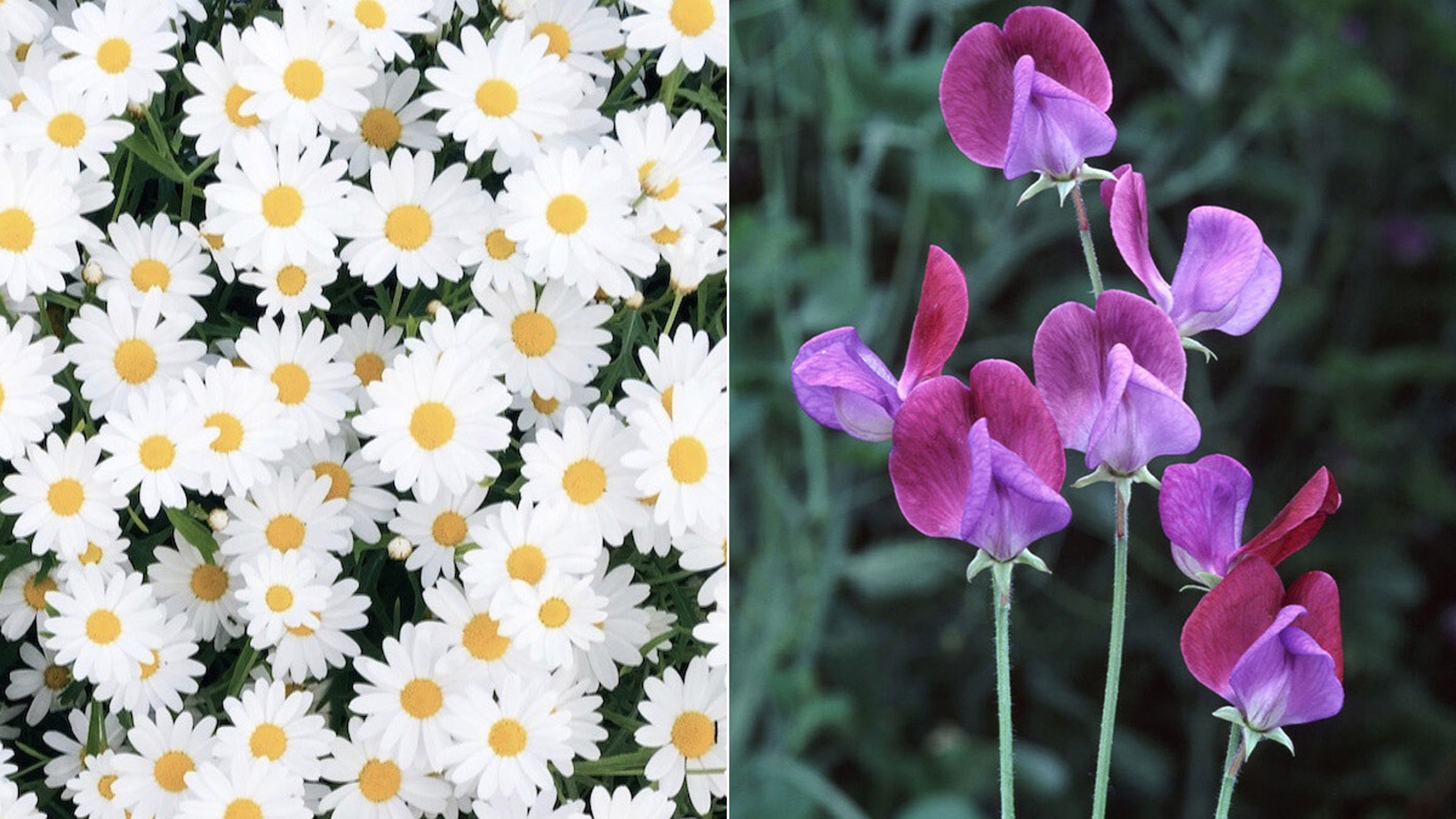 September Birth Flowers | Aster and Morning Glory | Petal Talk