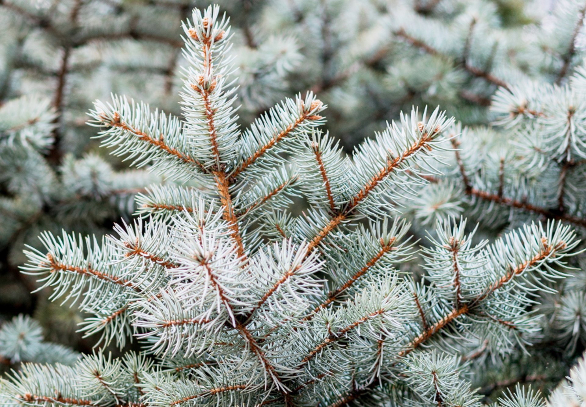Types of Christmas Greenery | Petal Talk