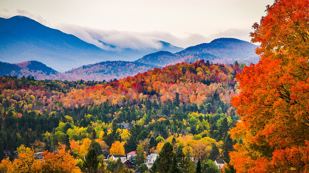 Fall Leaves and Foliage Facts | Petal Talk