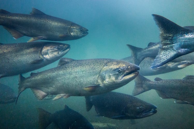 Best Silver Salmon Recipes | Vital Choice