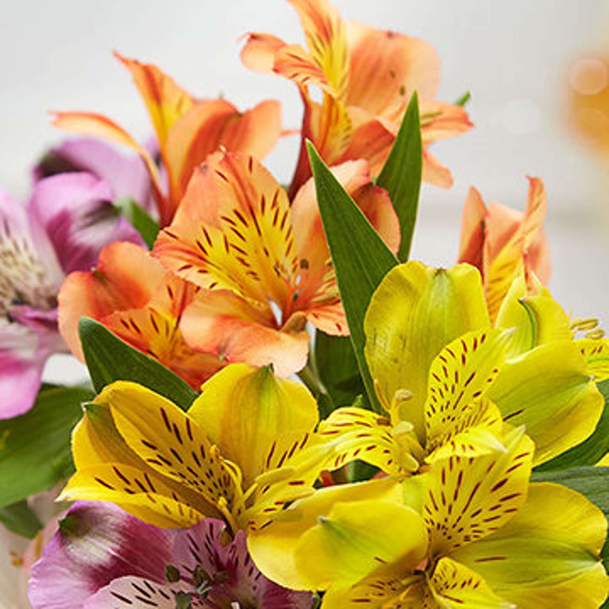 Friendship Flowers | Flowers that Symbolize Friendship | Petal Talk