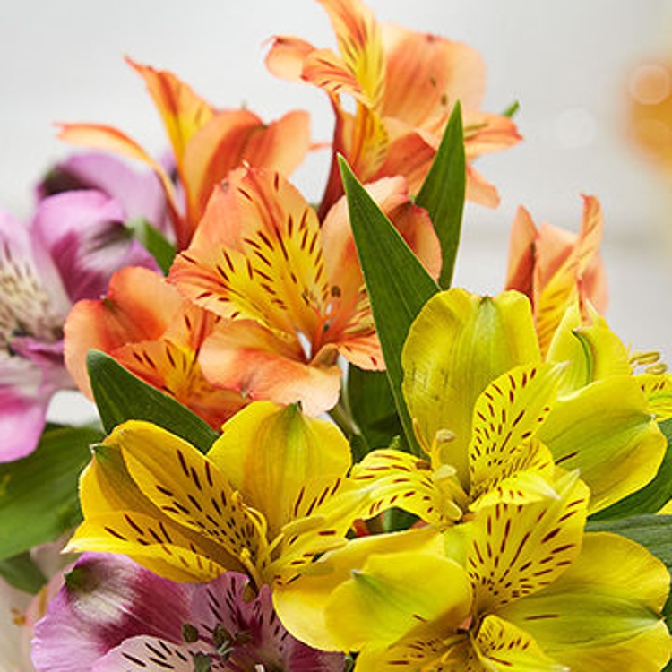 Friendship Flowers | Flowers that Symbolize Friendship | Petal Talk