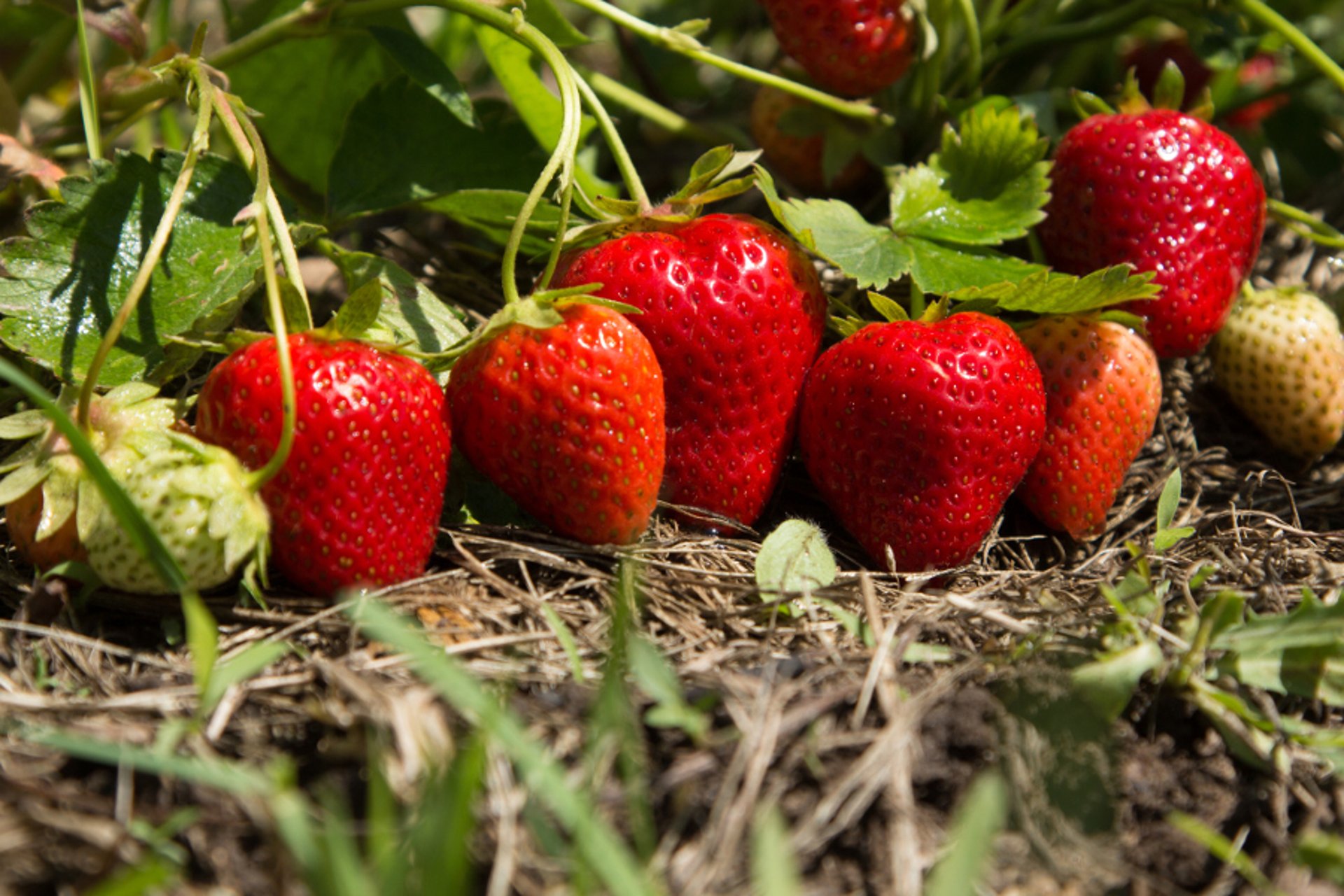 Late Summer Fruit Gardening Tips | Berry Chatty