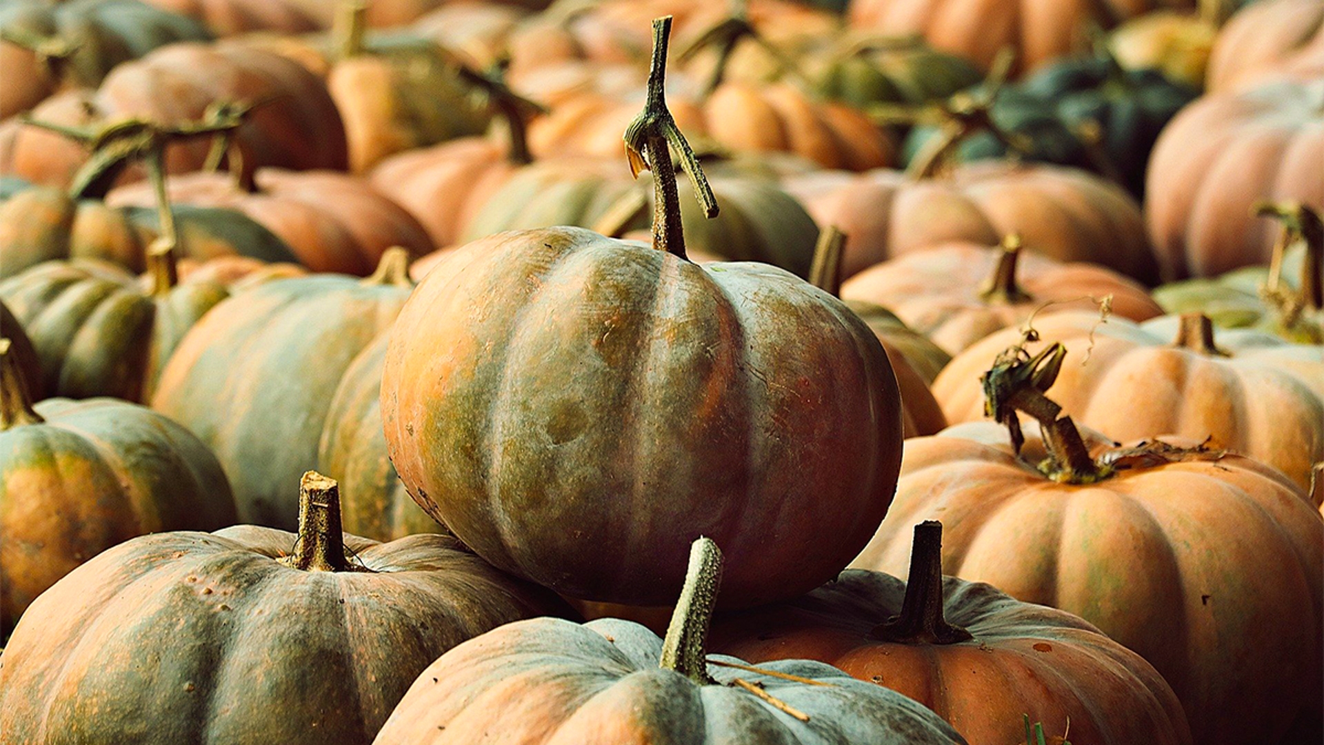11 Facts About Pumpkins | The Table by Harry & David