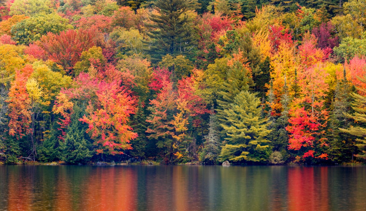 Fall Leaves and Foliage Facts | Petal Talk