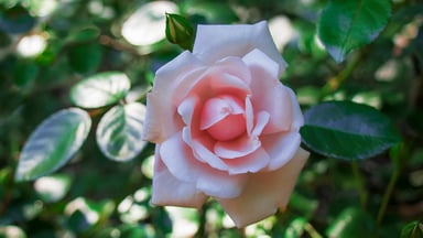 25 Types of Pink Flowers | Petal Talk