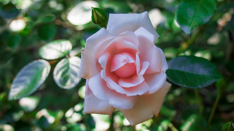 25 Types of Pink Flowers | Petal Talk