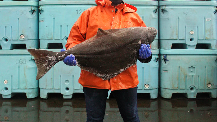 All Your Halibut Questions, Answered | Vital Choice