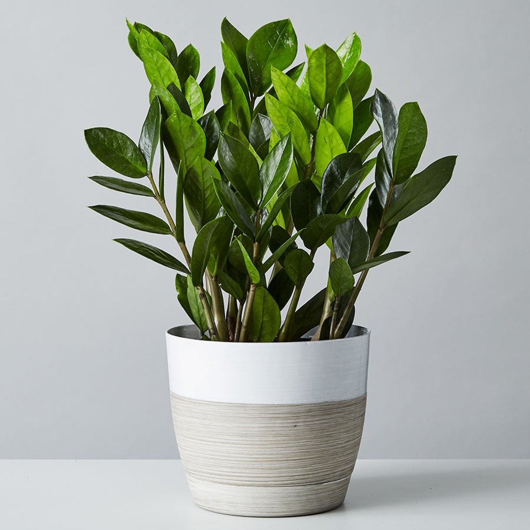 Office Desk Plants | Easy Office Plants | Petal Talk