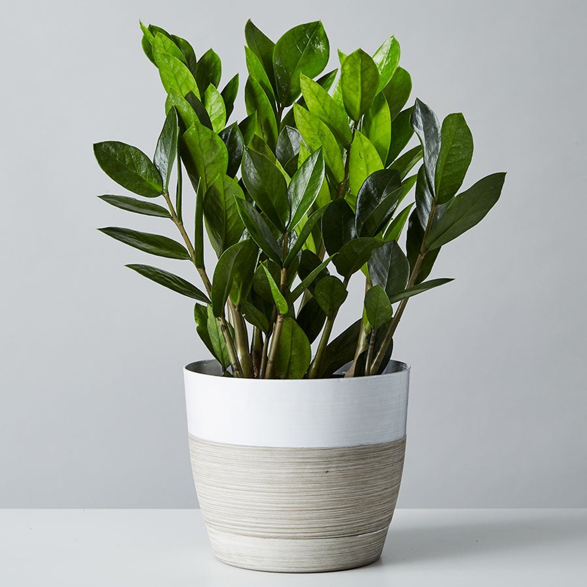 Office Desk Plants | Easy Office Plants | Petal Talk