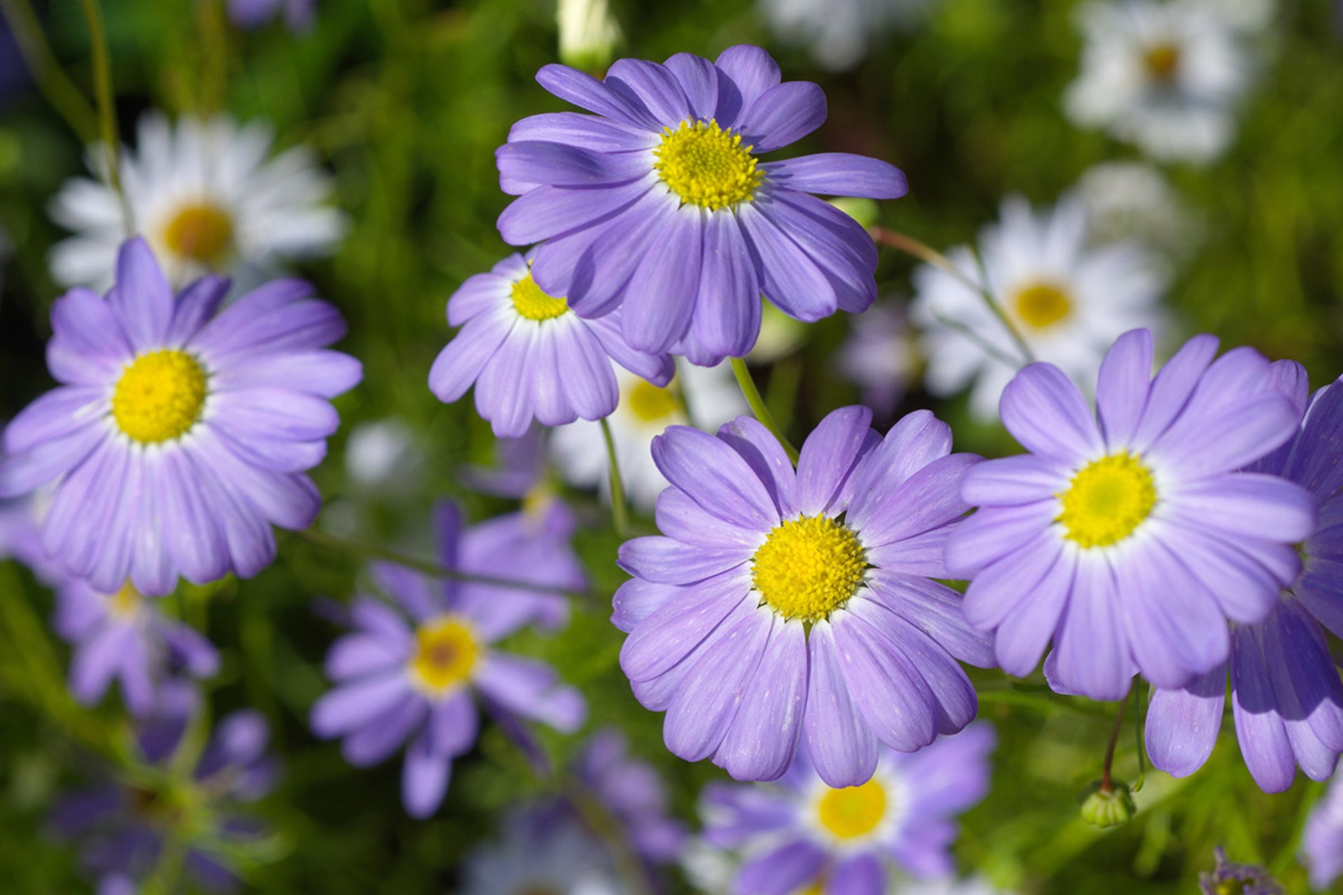 10 Types of Daisies to Grow | Petal Talk