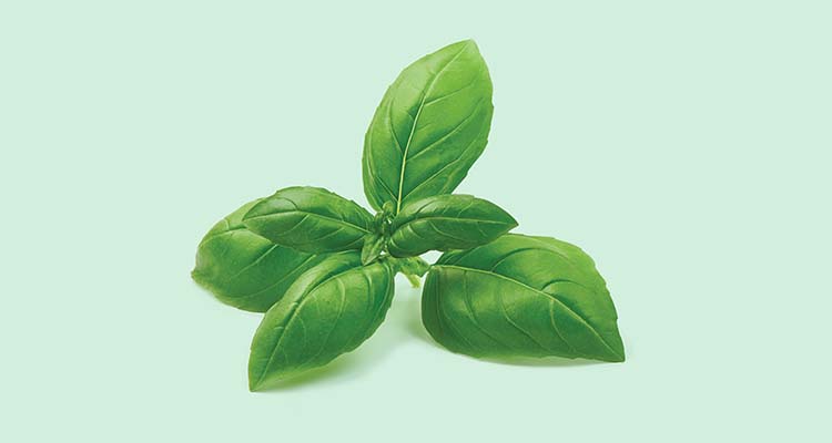 6 Manfaat Holy Basil